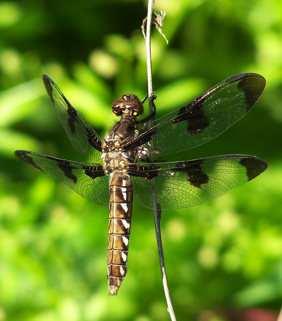 Dragonflies and Damselflies - Metro Parks - Central Ohio Park System
