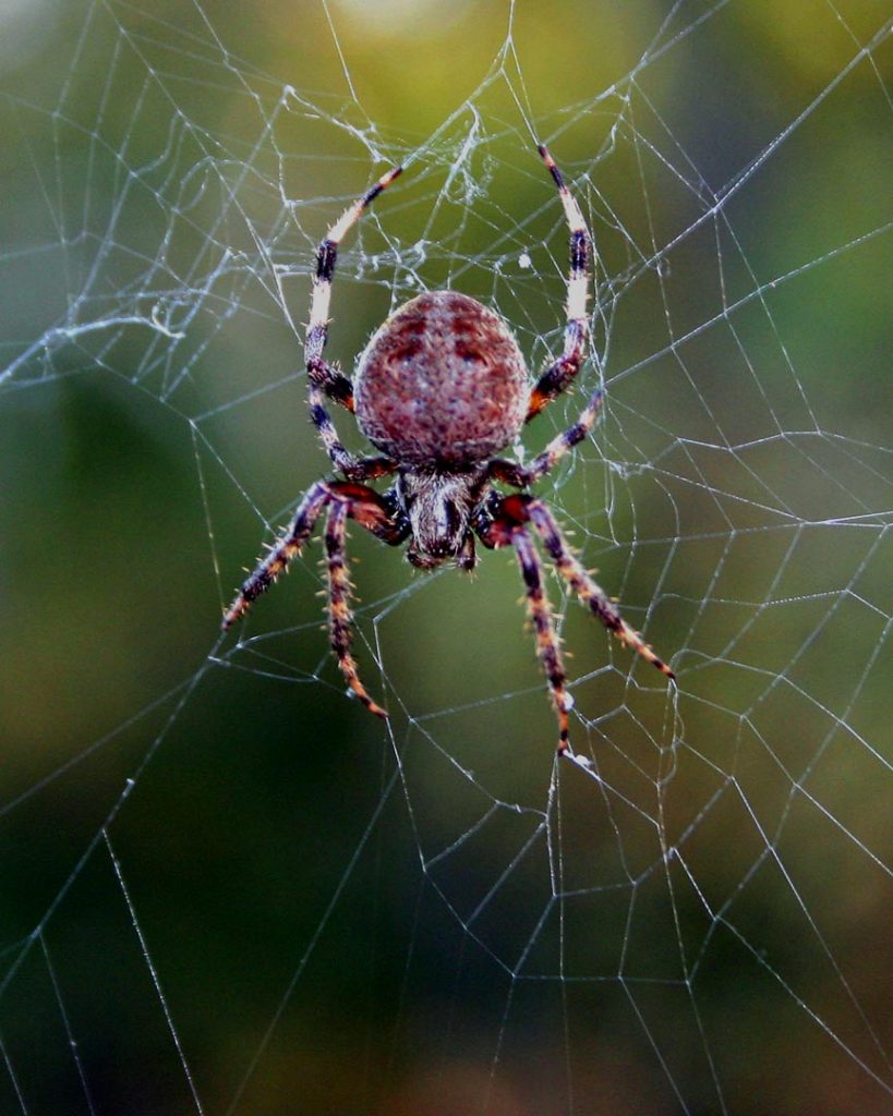 Spider Eyes - Metro Parks - Central Ohio Park System
