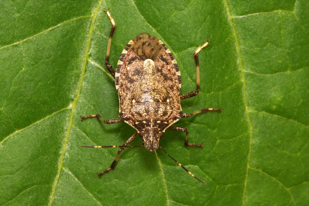Stink bugs and lady beetles - Metro Parks - Central Ohio Park System
