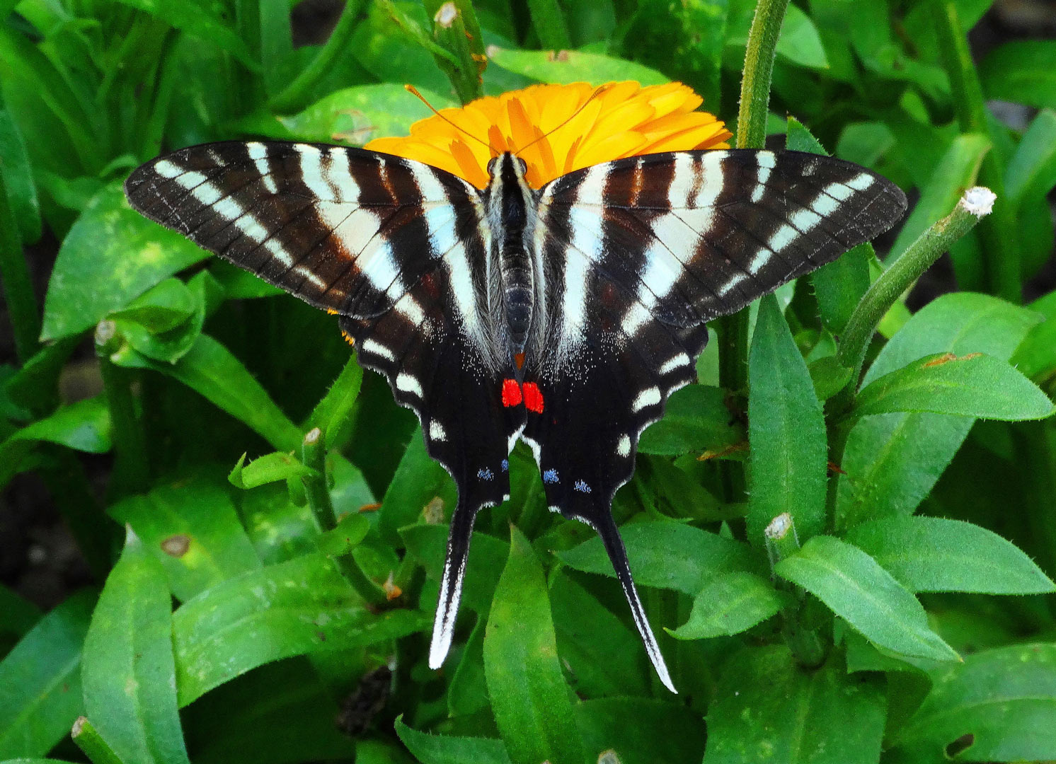 Zebra Swallowtail Butterfly