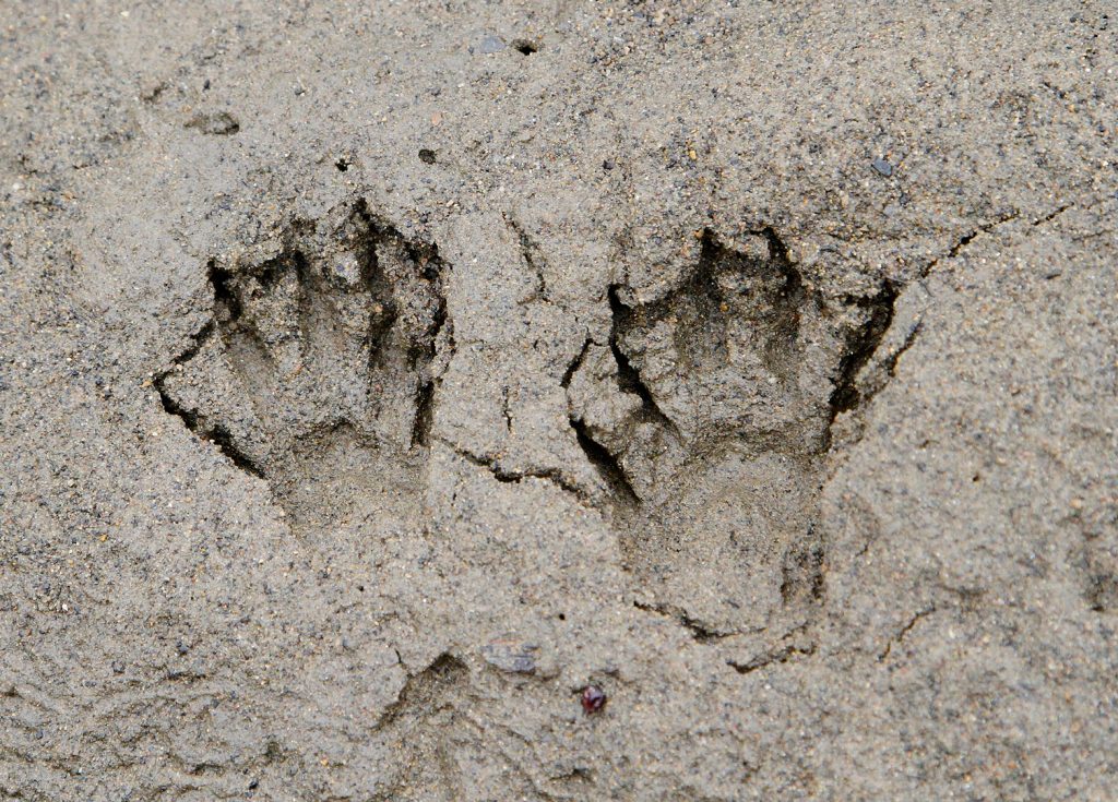 Preschool: Animal Tracks - Metro Parks - Central Ohio Park System