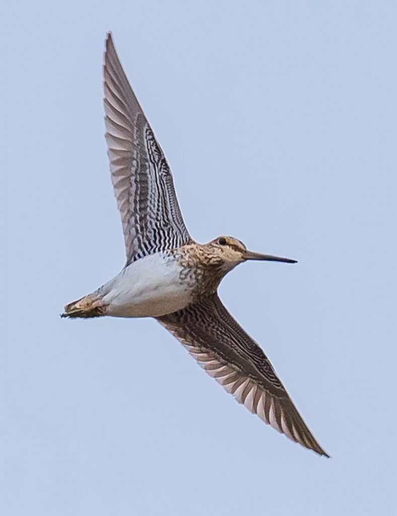 Count our feathered friends and help ensure their future - Metro Parks ...