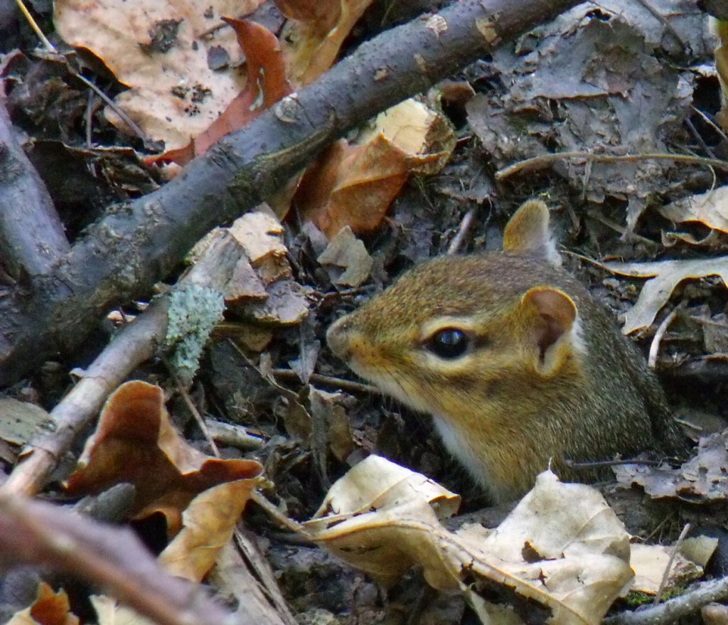 Insects employ a range of clever ways to cope with the winter cold