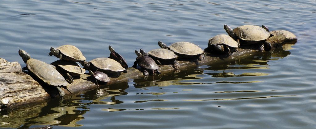 Preschool in the Gardens: Terrific Turtles - Metro Parks - Central Ohio ...