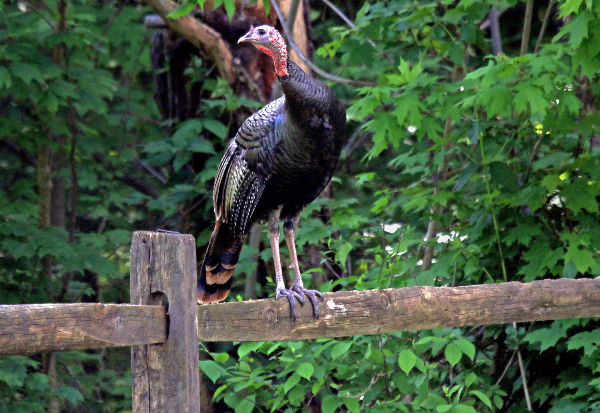 Turkey Trek - Metro Parks - Central Ohio Park System