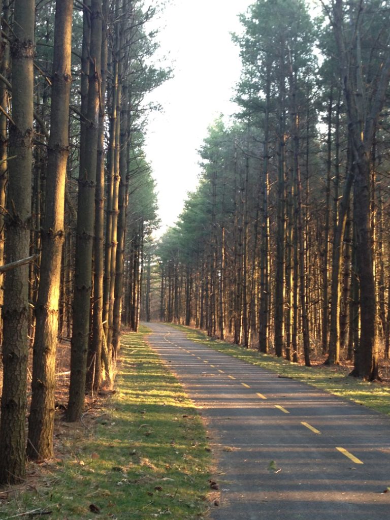 For Adults 50+: Hike in the Pines - Metro Parks - Central Ohio Park System