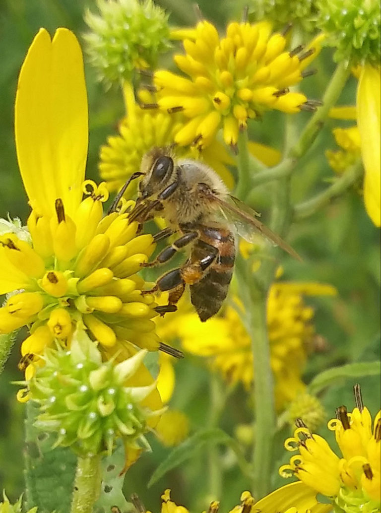 Nature Kids: Team Bees - Metro Parks - Central Ohio Park System