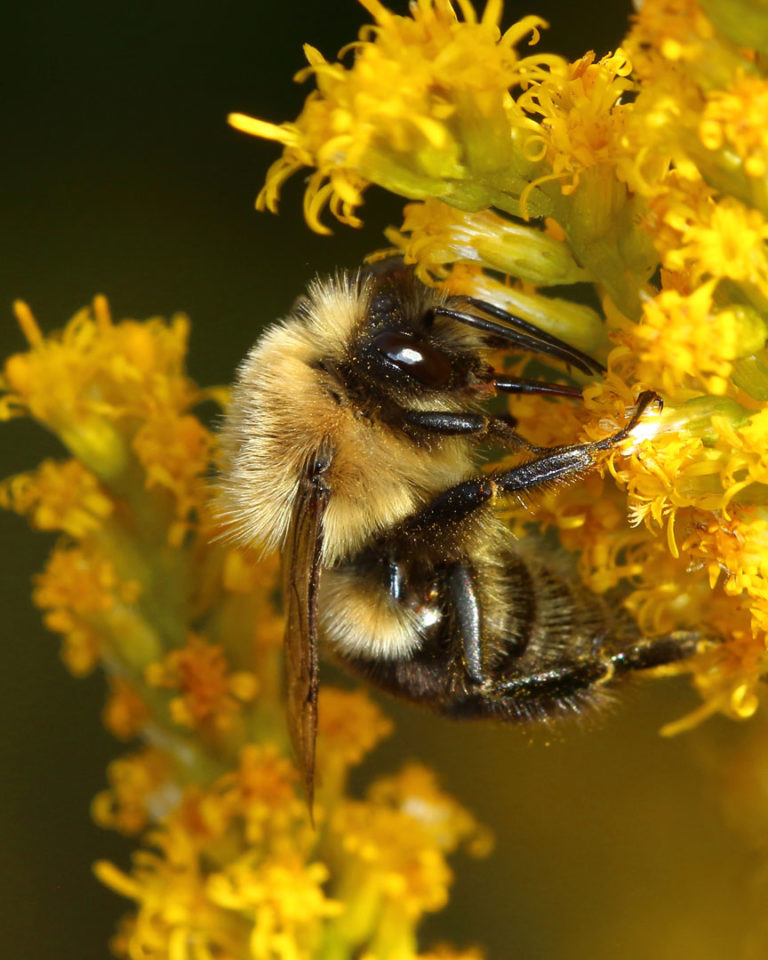For Adults 50+: Wild Bees in Your Ohio Backyard - Metro Parks - Central ...