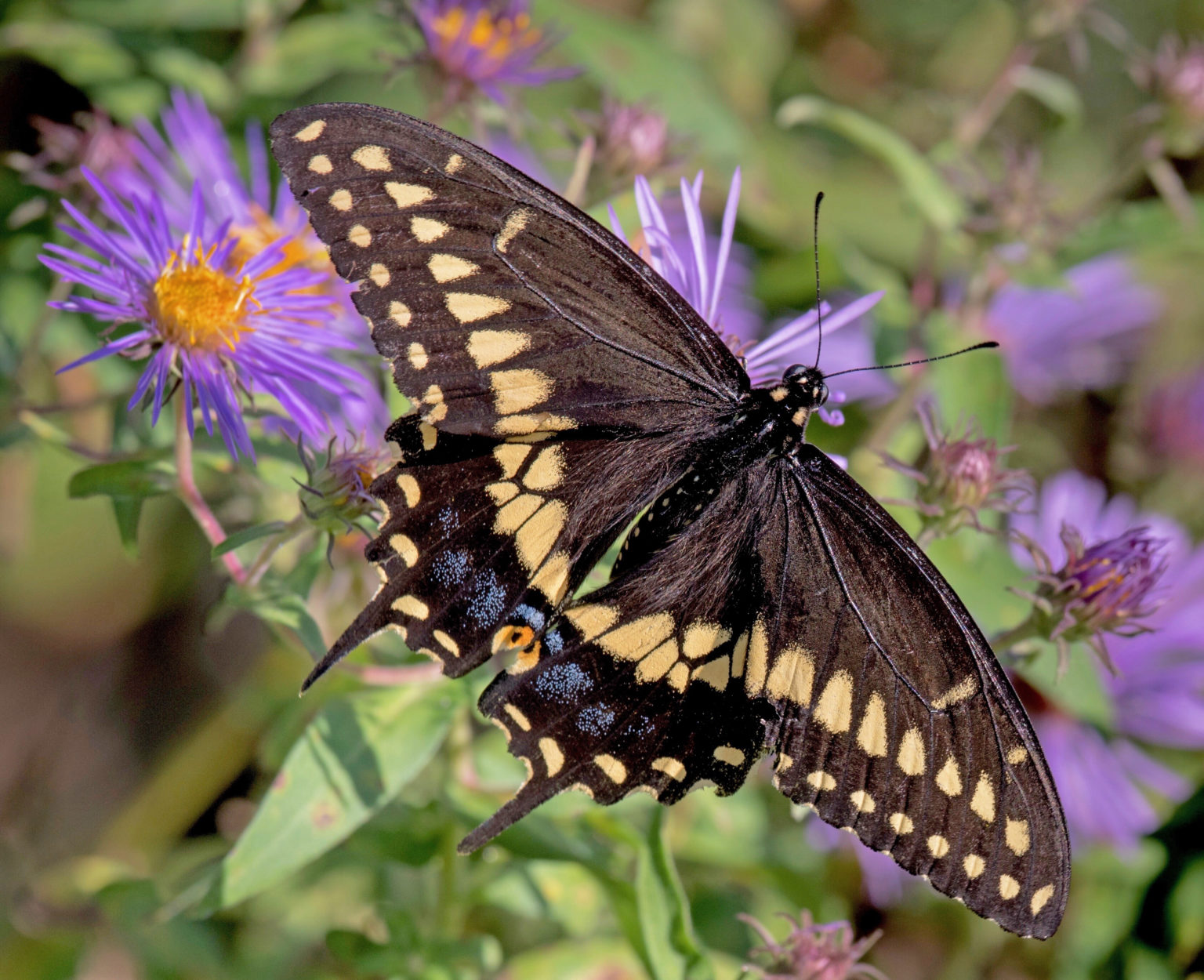 For Adults: Butterfly Survey - Metro Parks - Central Ohio Park System