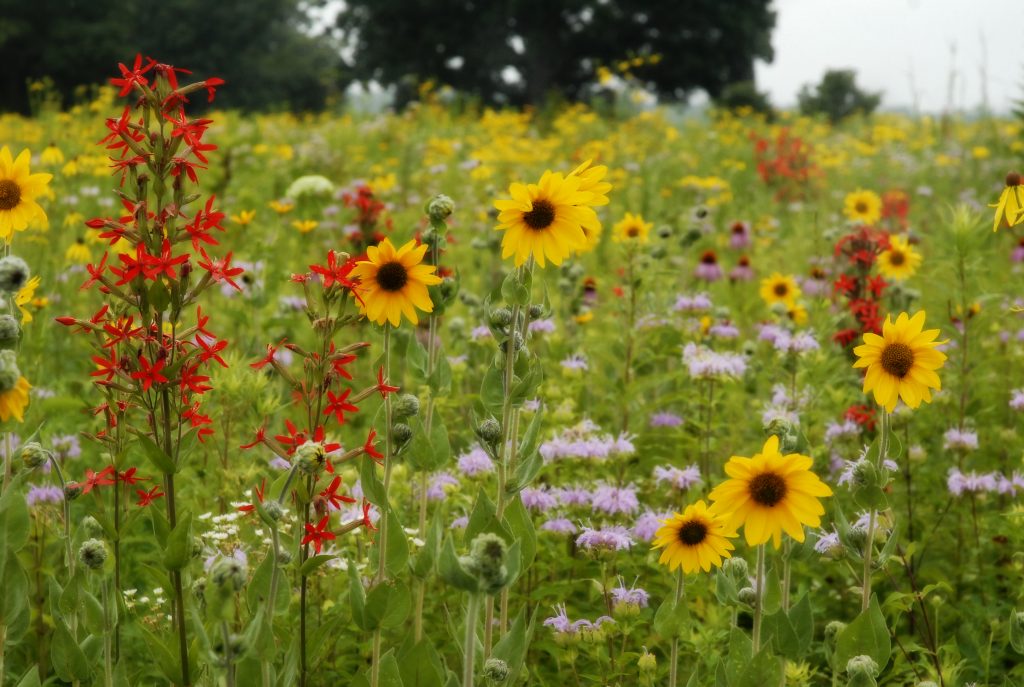 Burning to beautify - Metro Parks - Central Ohio Park System