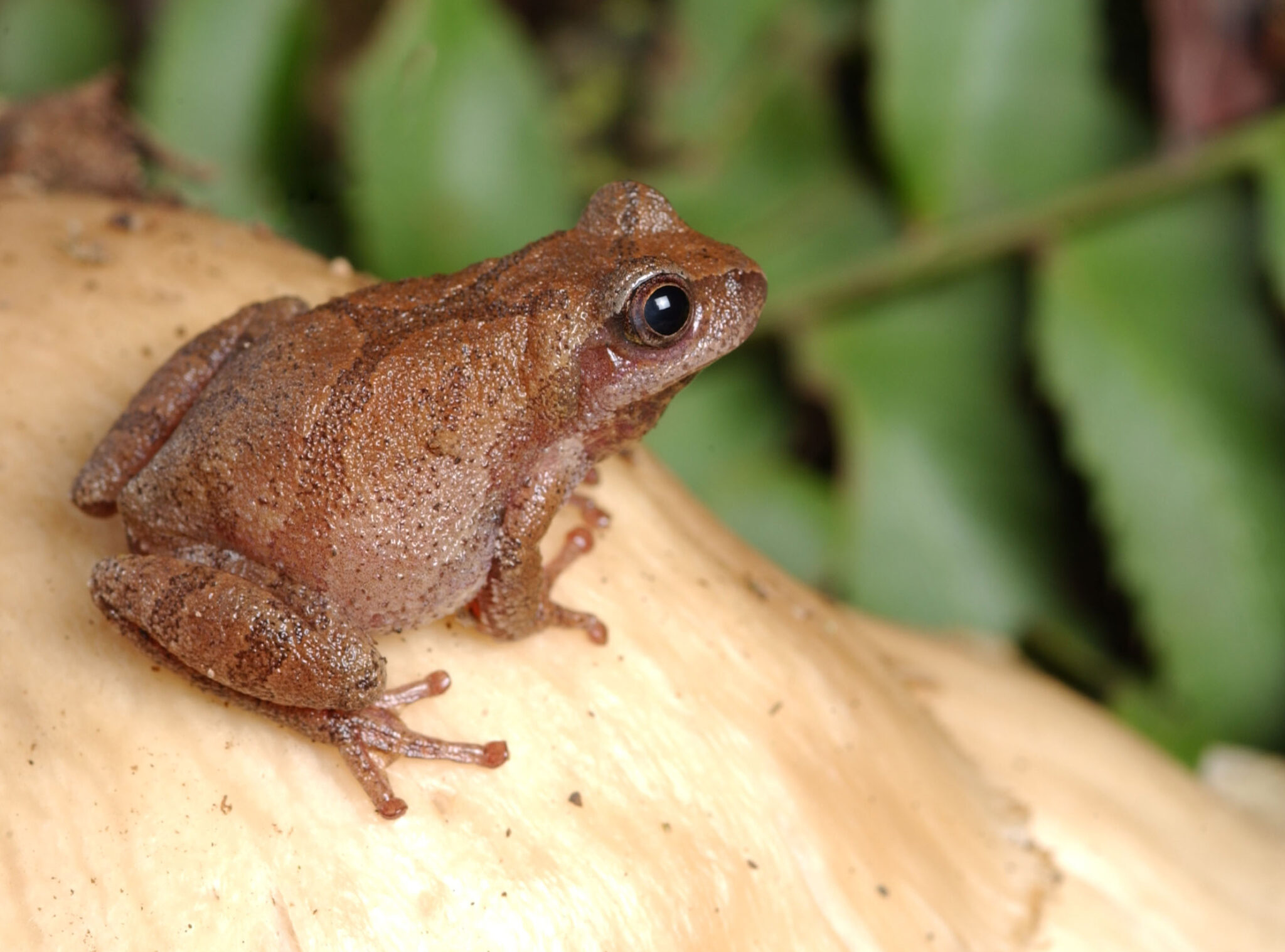 Metro Parks Uncovered: A Symphony of Springtime Sounds - Metro Parks ...