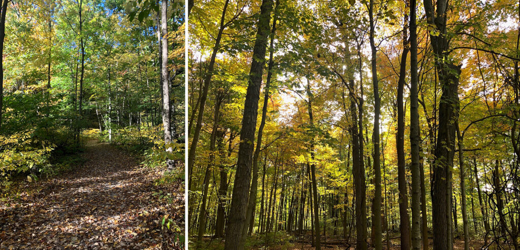 Walter A. Tucker State Nature Preserve at Blacklick Woods Metro Park ...