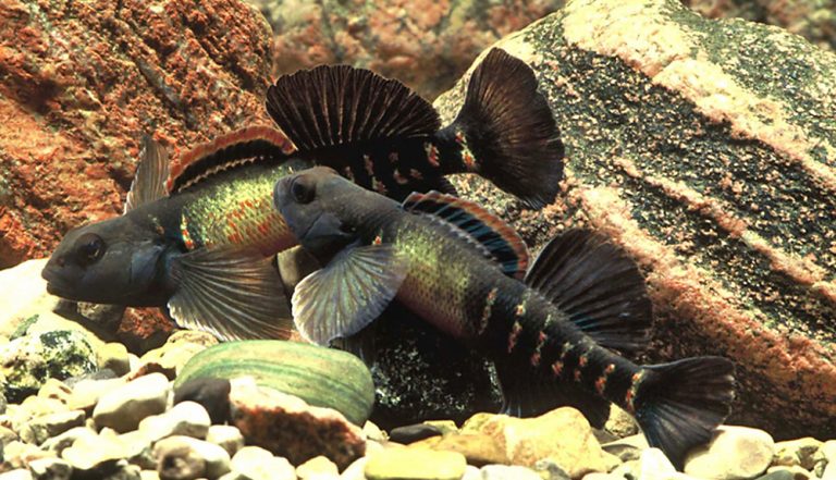 Sand darter becomes the latest "underwater warbler" discovered in Metro ...