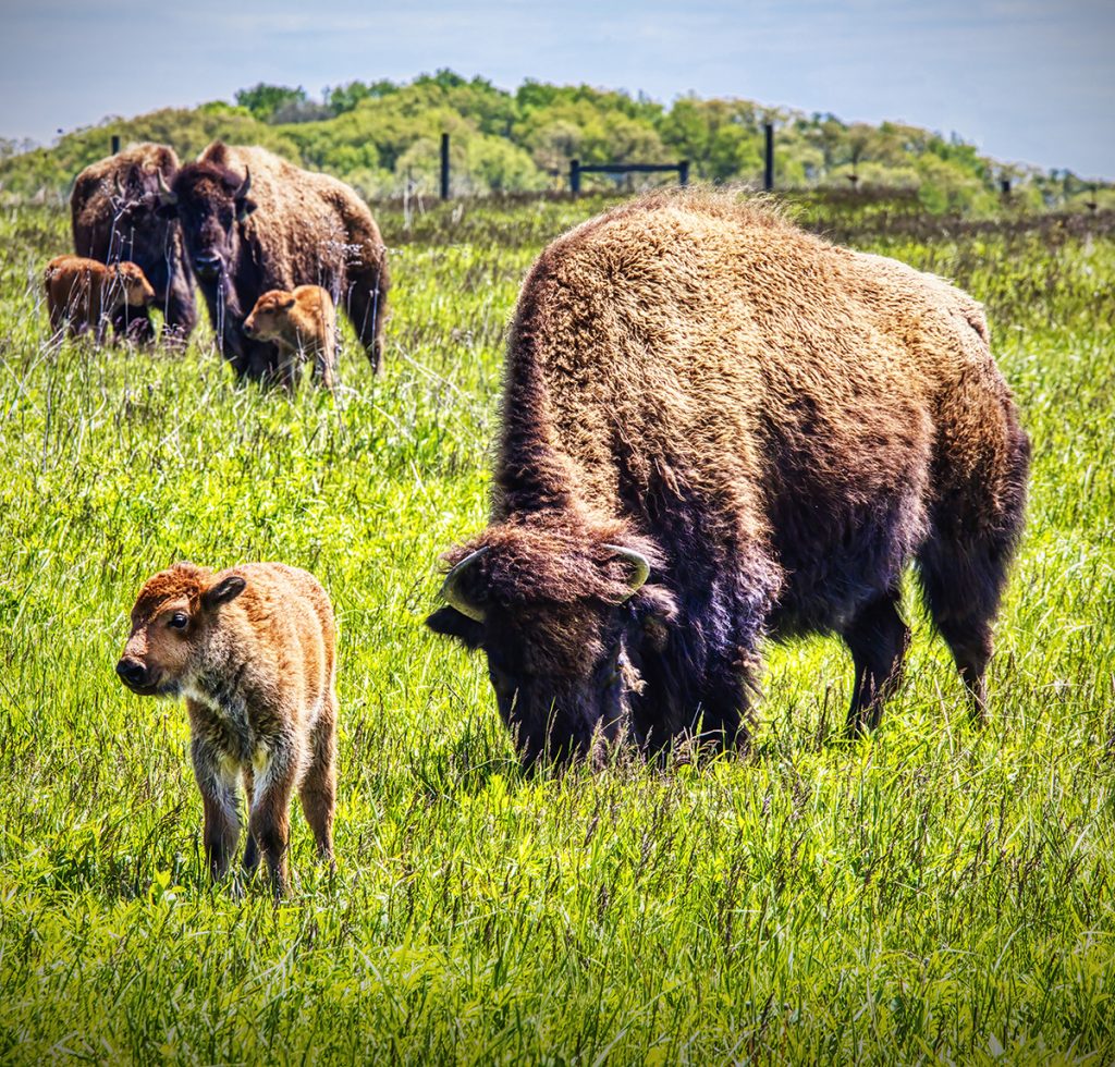 Bison - Metro Parks - Central Ohio Park System