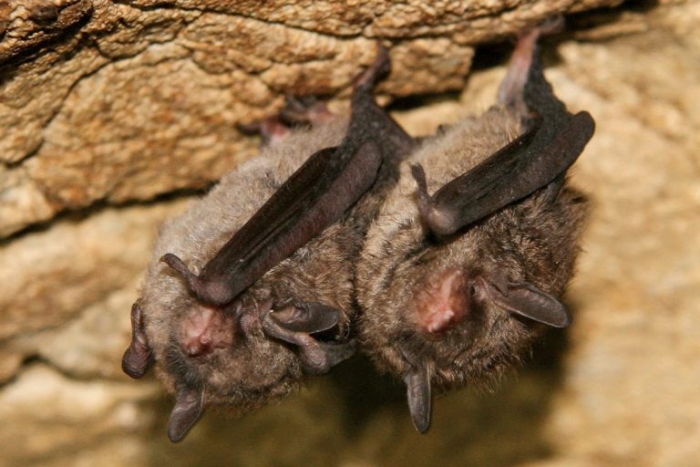 To the Bat Pole…! - Metro Parks - Central Ohio Park System