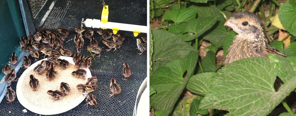 Raising Quail - Metro Parks - Central Ohio Park System