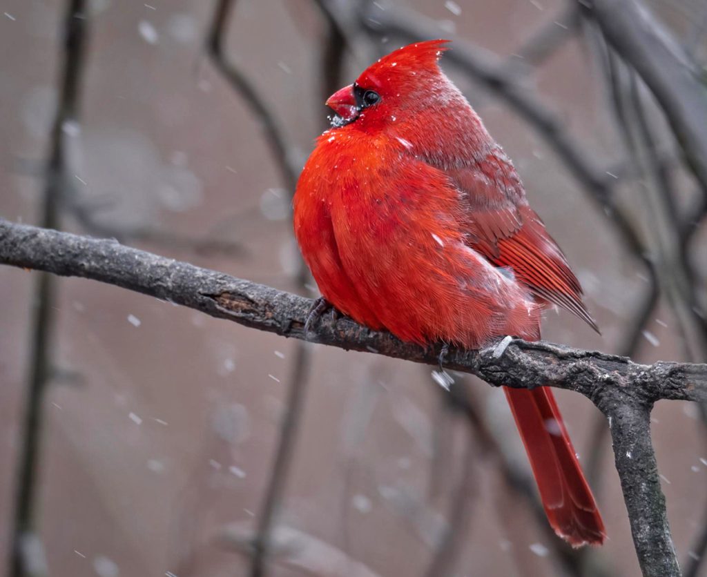 Feathered Winter Wonders - Metro Parks - Central Ohio Park System
