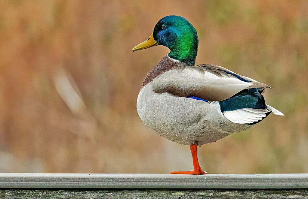 Feathered Winter Wonders - Metro Parks - Central Ohio Park System