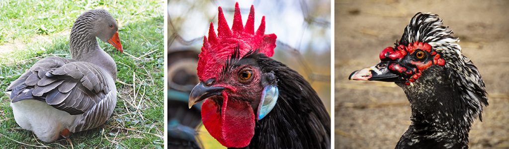The Story of Slate Run - Metro Parks - Central Ohio Park System