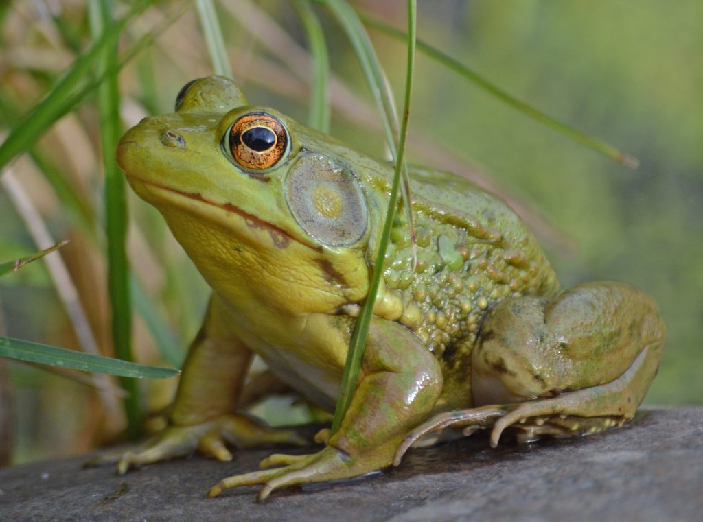 Frog Frenzy - Metro Parks - Central Ohio Park System