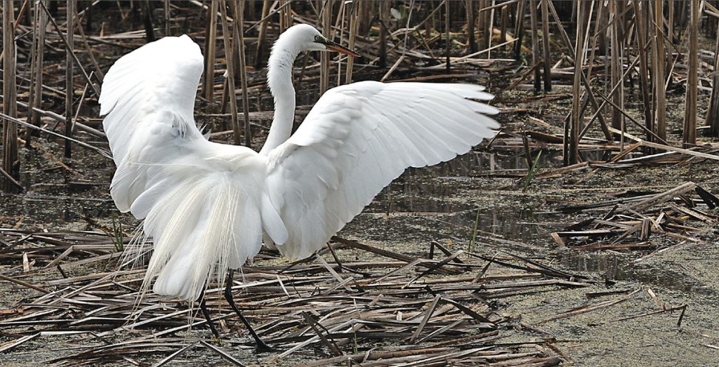 Brad Sparks' Big Birding Year - Metro Parks - Central Ohio Park System