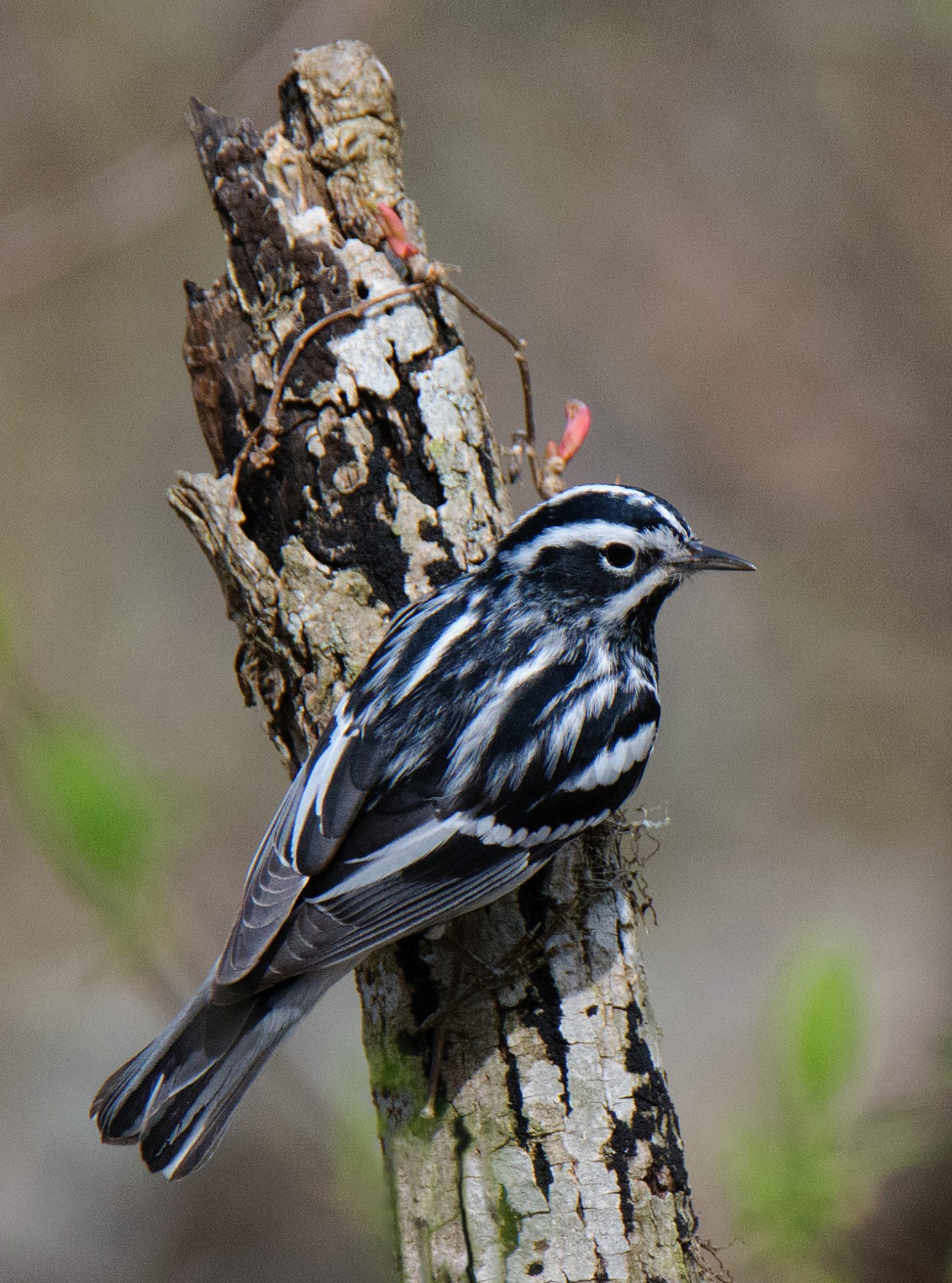 May Photography: Birds and Blooms - Metro Parks - Central Ohio Park System