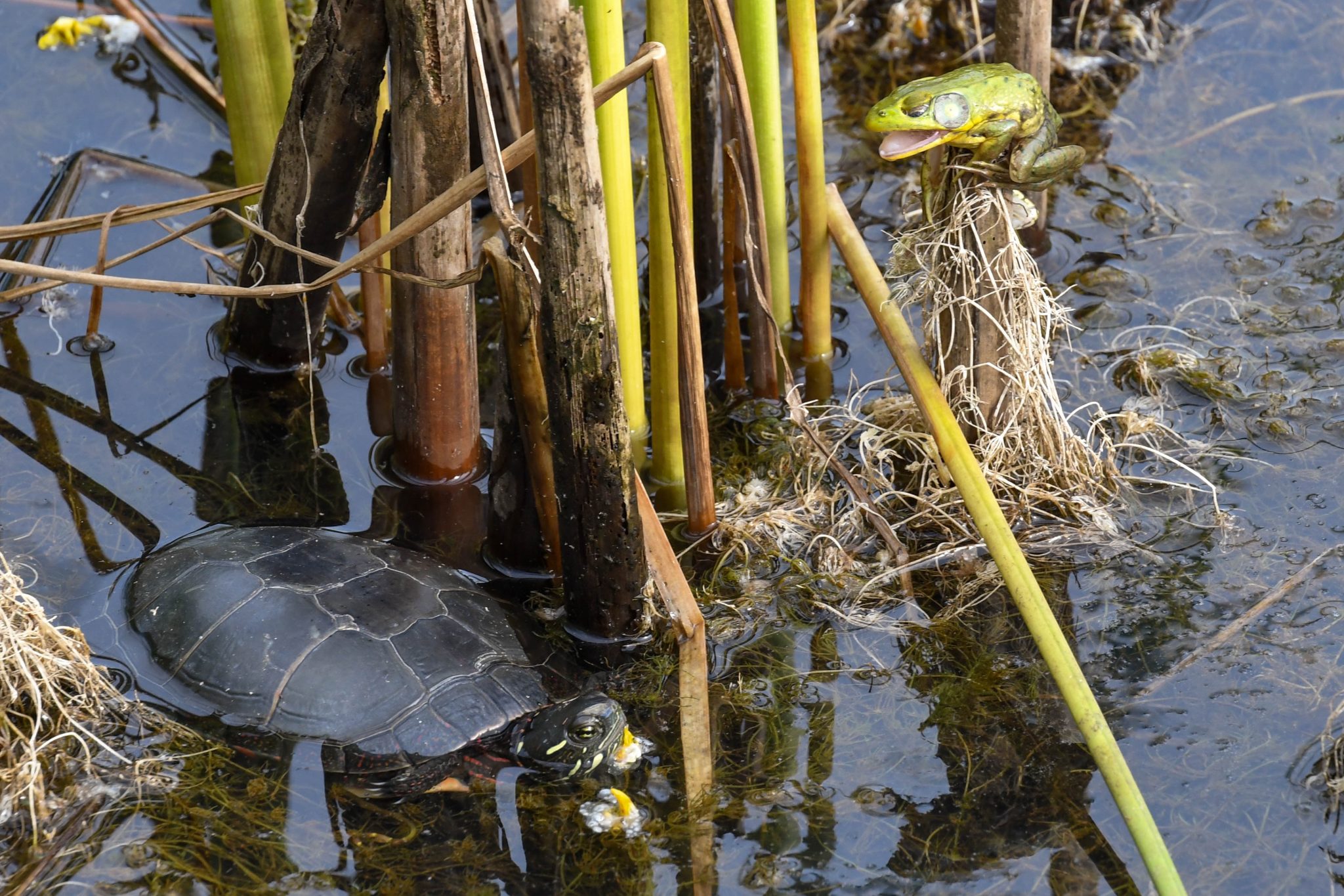 Wetlands: What are they? - Metro Parks - Central Ohio Park System