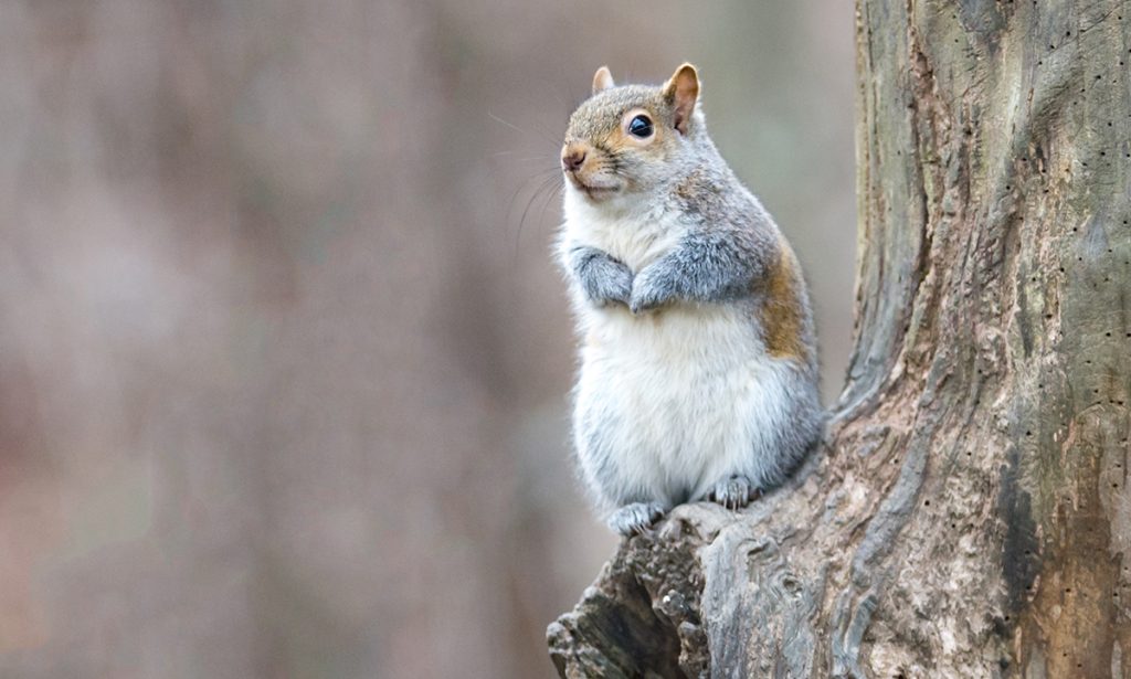 Squirrel Studies - Metro Parks - Central Ohio Park System