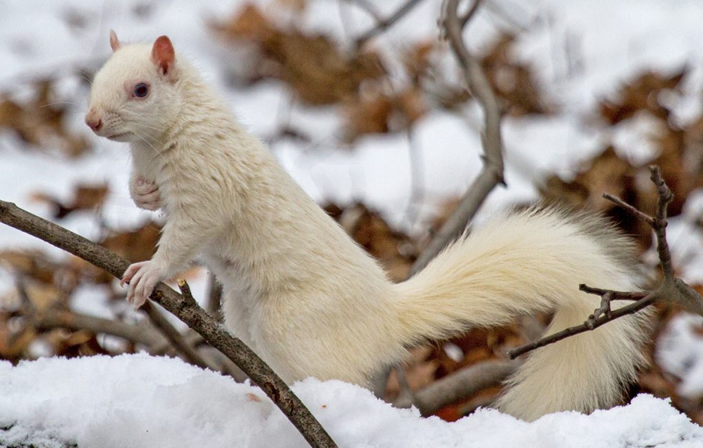 Squirrel Fantasia - Metro Parks - Central Ohio Park System
