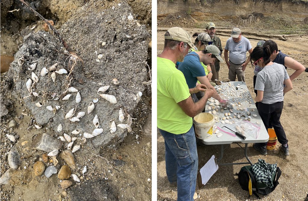 Tennessee riffleshell causes a stir in Ohio - Metro Parks - Central ...