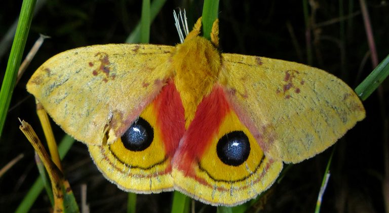 My Metro Parks Summer Bucket List - Metro Parks - Central Ohio Park System