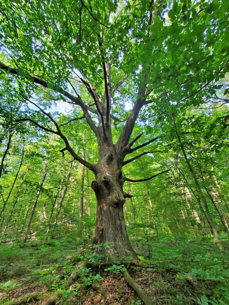 Summer Tree ID Walk - Metro Parks - Central Ohio Park System