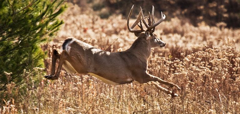 Metro Parks Lottery Deer Hunts for 2023 - Metro Parks - Central Ohio ...