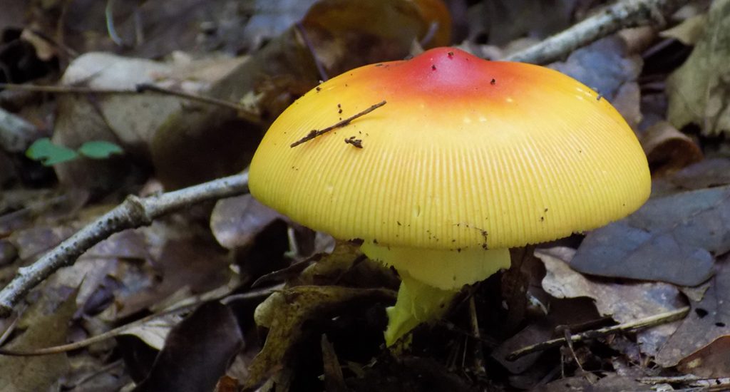 Adults: Fungi Hike - Metro Parks - Central Ohio Park System