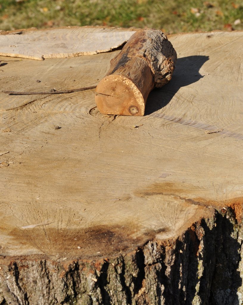 Can a tree tell time? - Metro Parks - Central Ohio Park System