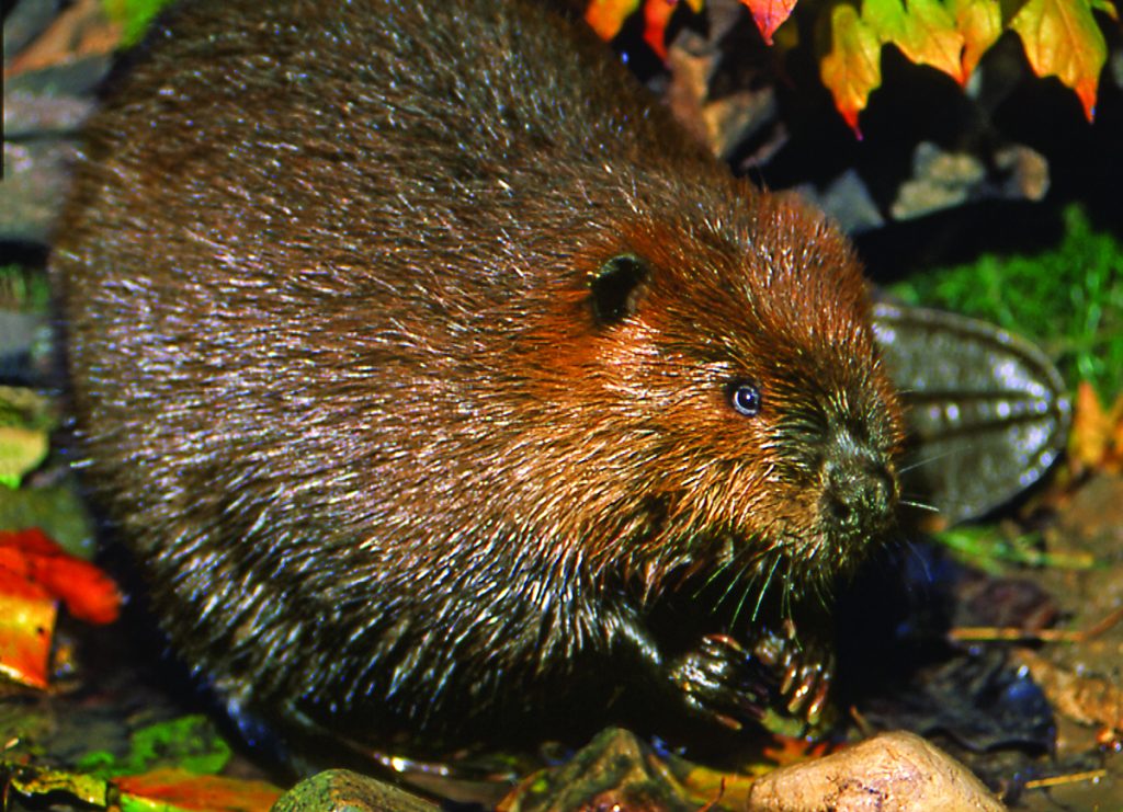 Believe it, or Not! A few nature myths - Metro Parks - Central Ohio ...