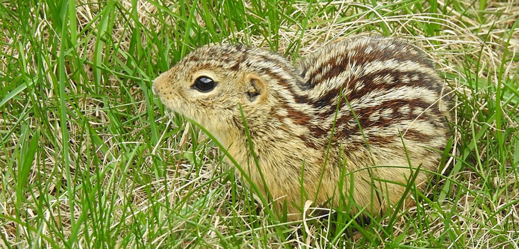 Getting to know Ohio's resident flying squirrel - Metro Parks - Central ...