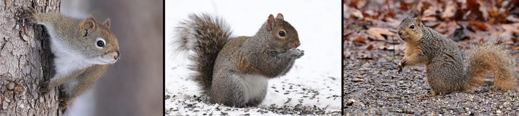 Getting to know Ohio's resident flying squirrel - Metro Parks - Central ...