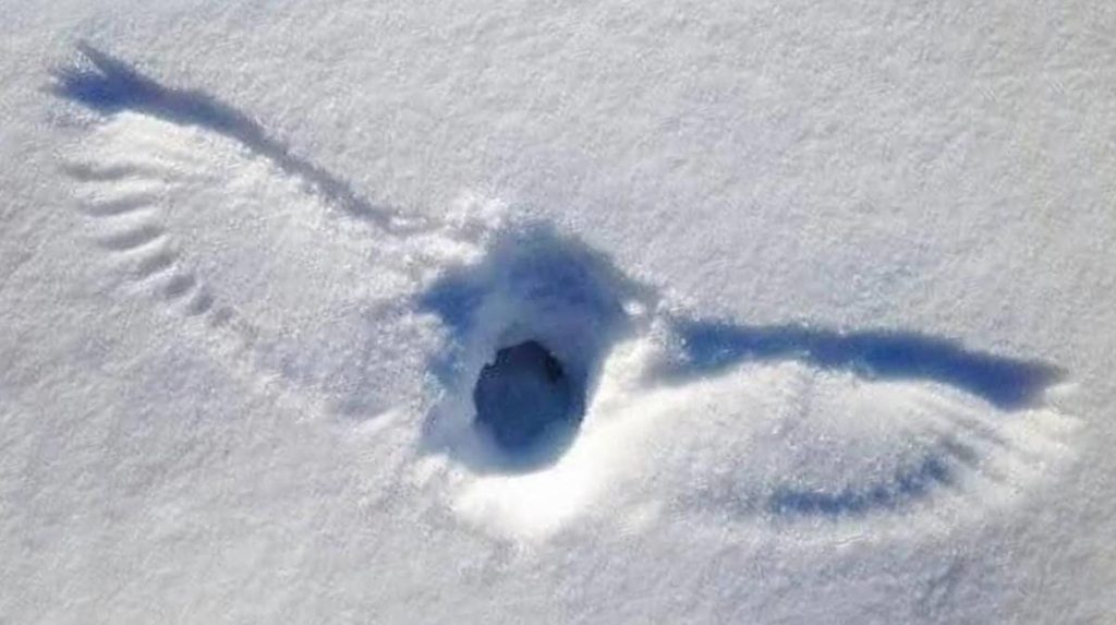 Wetland Winter Wonderland - Metro Parks - Central Ohio Park System