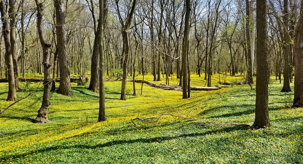 Lesser Celandine - the foot soldiers of the plant world's evil empire ...