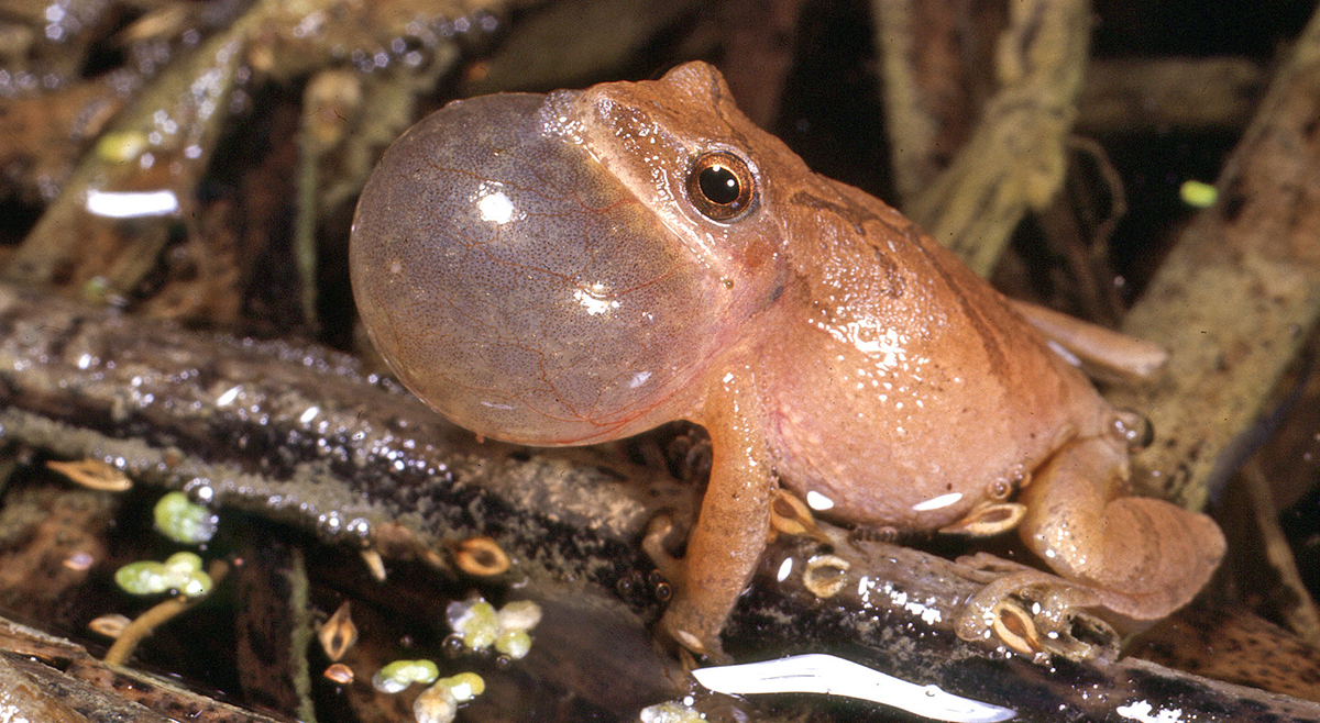 TALL TALES FROM THE DEEP WOODS - The Peepers - Metro Parks - Central ...