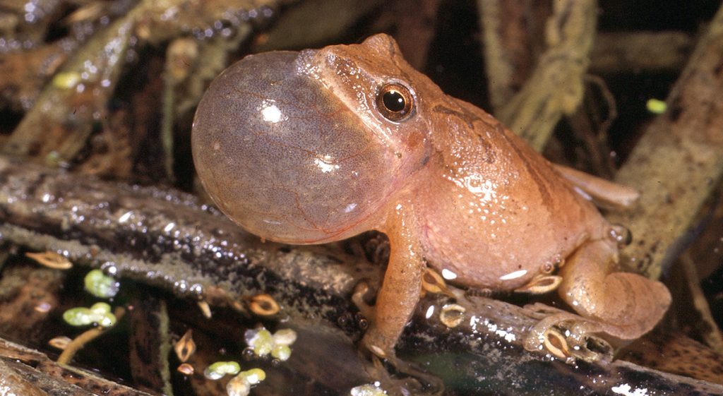 TALL TALES FROM THE DEEP WOODS - The Peepers - Metro Parks - Central ...