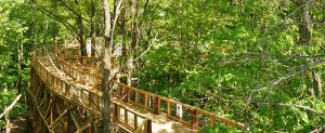 Canopy Walk is your gateway to the sky - Metro Parks - Central Ohio ...