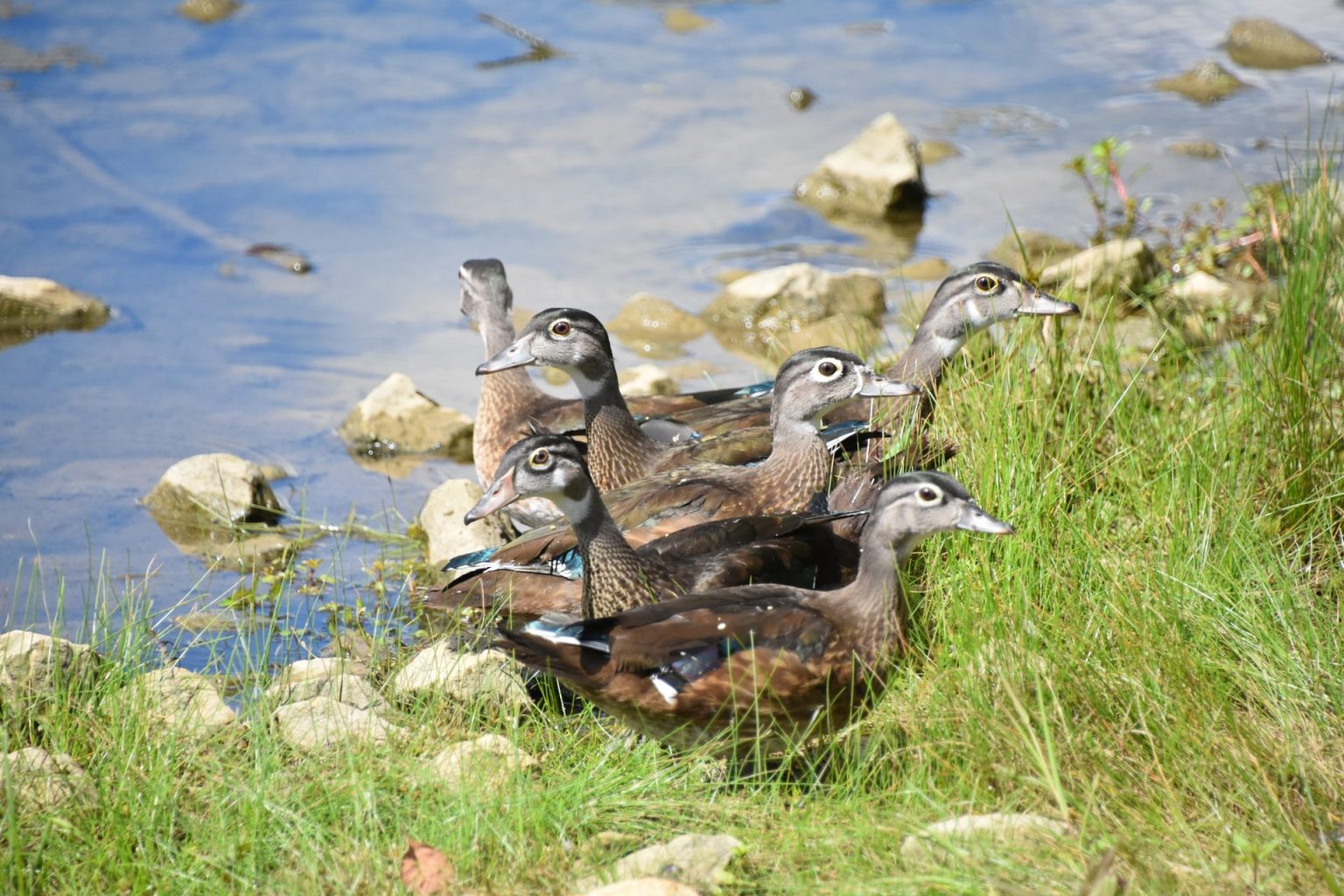Nature Photography: Tips and Tricks - Metro Parks - Central Ohio Park ...