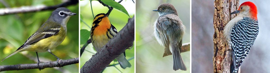 Canopy Walk is your gateway to the sky - Metro Parks - Central Ohio ...