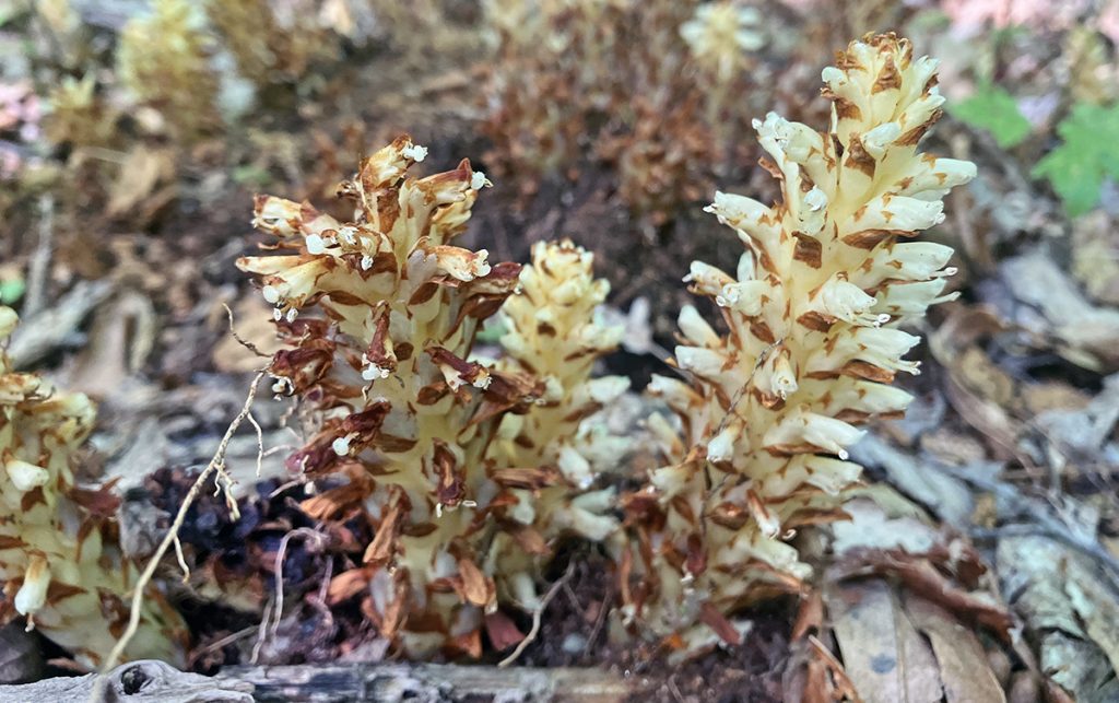 Our Uncolored Wildflowers: Parasitic Plants - Metro Parks - Central ...