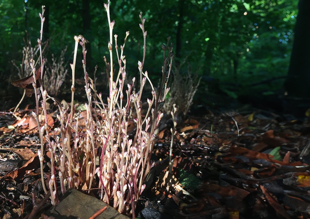 Our Uncolored Wildflowers: Parasitic Plants - Metro Parks - Central ...