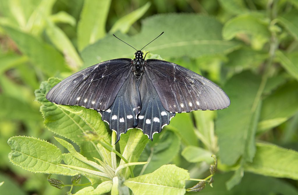 From egg to adult: the pipevine swallowtail - Metro Parks - Central ...