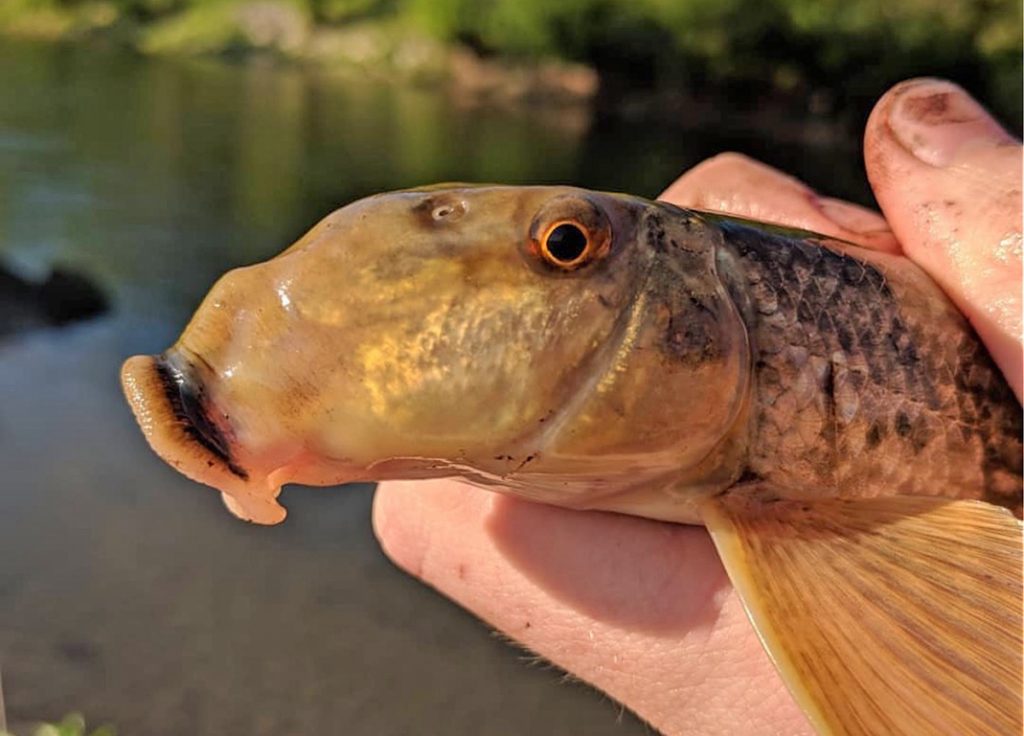 Pucker Up to Fishy Lips - Metro Parks - Central Ohio Park System