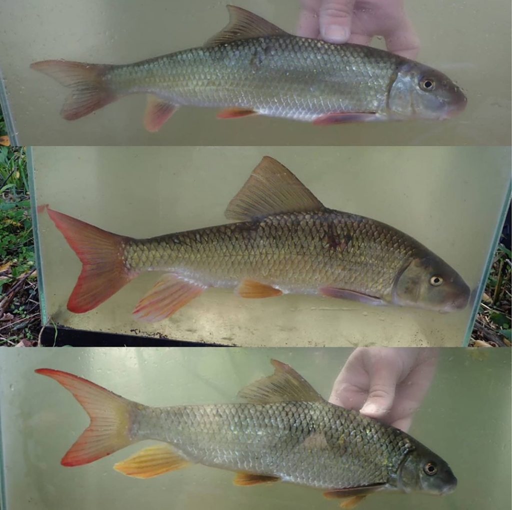 Pucker Up to Fishy Lips - Metro Parks - Central Ohio Park System